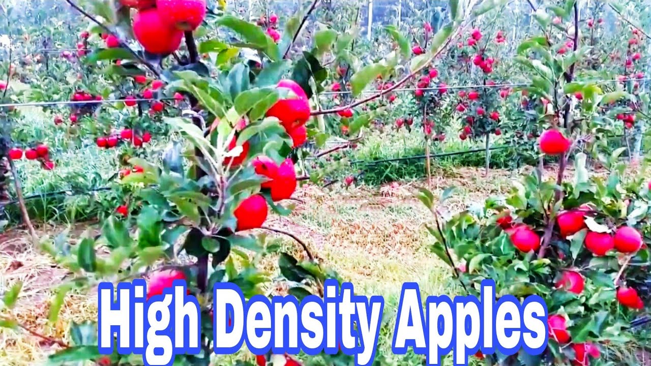 HIGH DENSITY ORCHARD | ITALY APPLE ORCHARD IN KASHMIR - YouTube