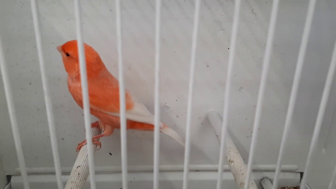 CANARI ROUGE IVOIRE NON INTENSIF AILES BLANCHES - RED WHITE WINGS ...