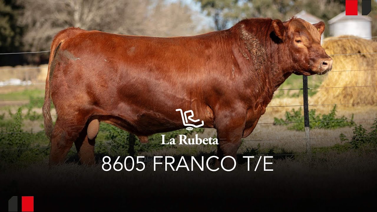 Remate La Rubeta 2024, Rp 8605 - YouTube