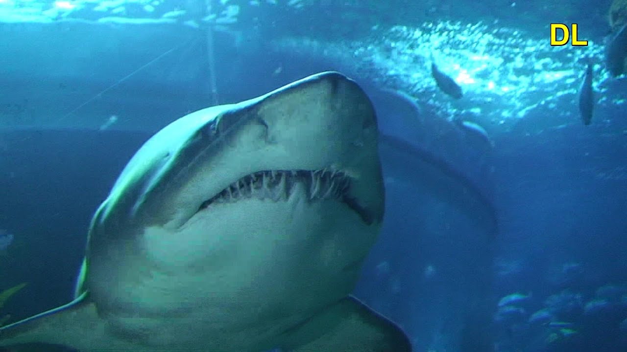 Thailand - Bangkok - Siam Ocean World - YouTube