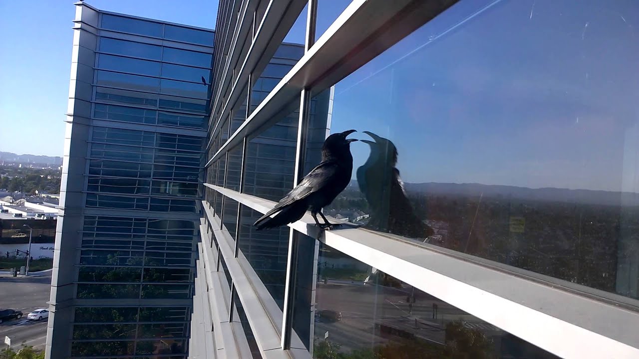 Crow barking on window ledge - YouTube