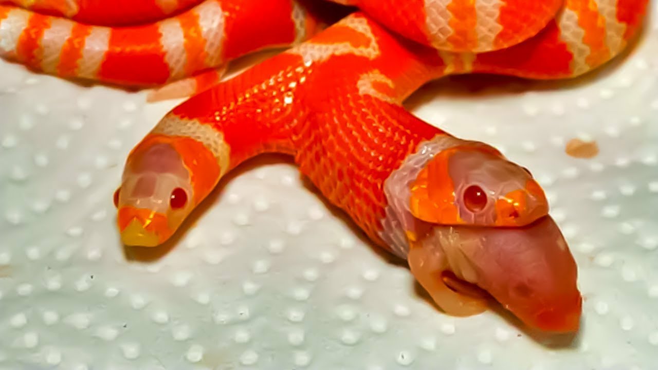 দুই মাথাওয়ালা সাপ দেখুন কিভাবে নাচে odvut dekha| | মায়াজাল | facts bangla | rohosso tube ...