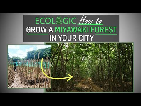 Interdisciplinary project stage 2 - Recreating forest - save ...