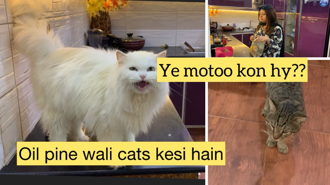 Oil pine wali cats kesi hain an - ye motoo Kon hy - YouTube
