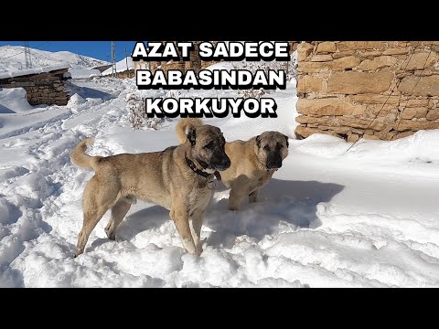 AZAP AZATI ÇARPACAK YEDİĞİ DAYAĞIN ETKİSİ GEÇTİ DUMAN DOĞURDU ZANNETTİK!