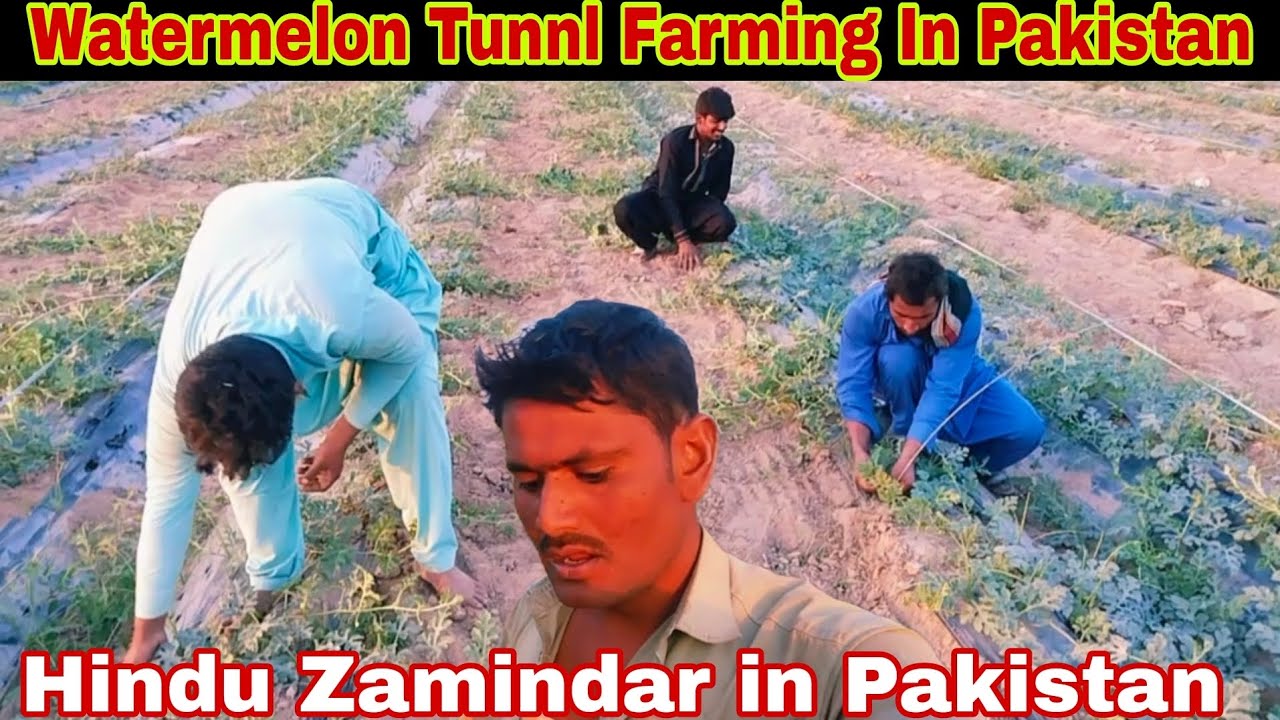 Watermelon Tunnl Farming IN Pakistan 🇵🇰 Hindu Zamindar in Pakistan # ...