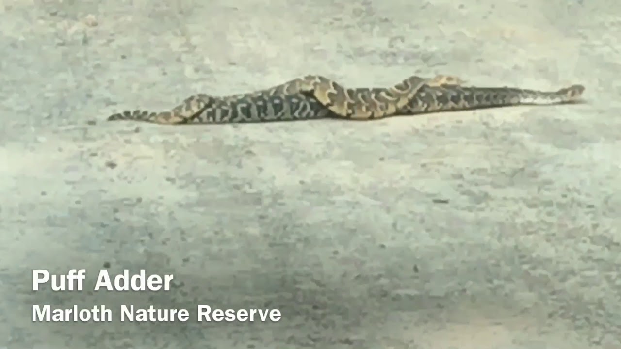 Puff Adder’s Mating - YouTube