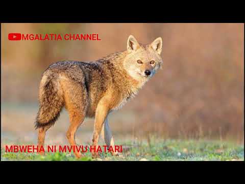 MBWEHA NI MNYAMA MVIVU SANA[VOICE OVER]