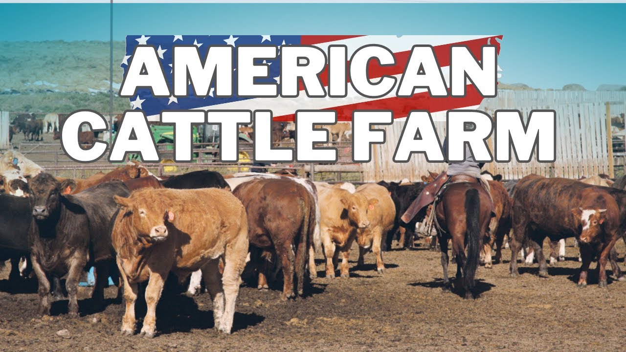 Behind the Scenes of an American Cattle Farm - YouTube