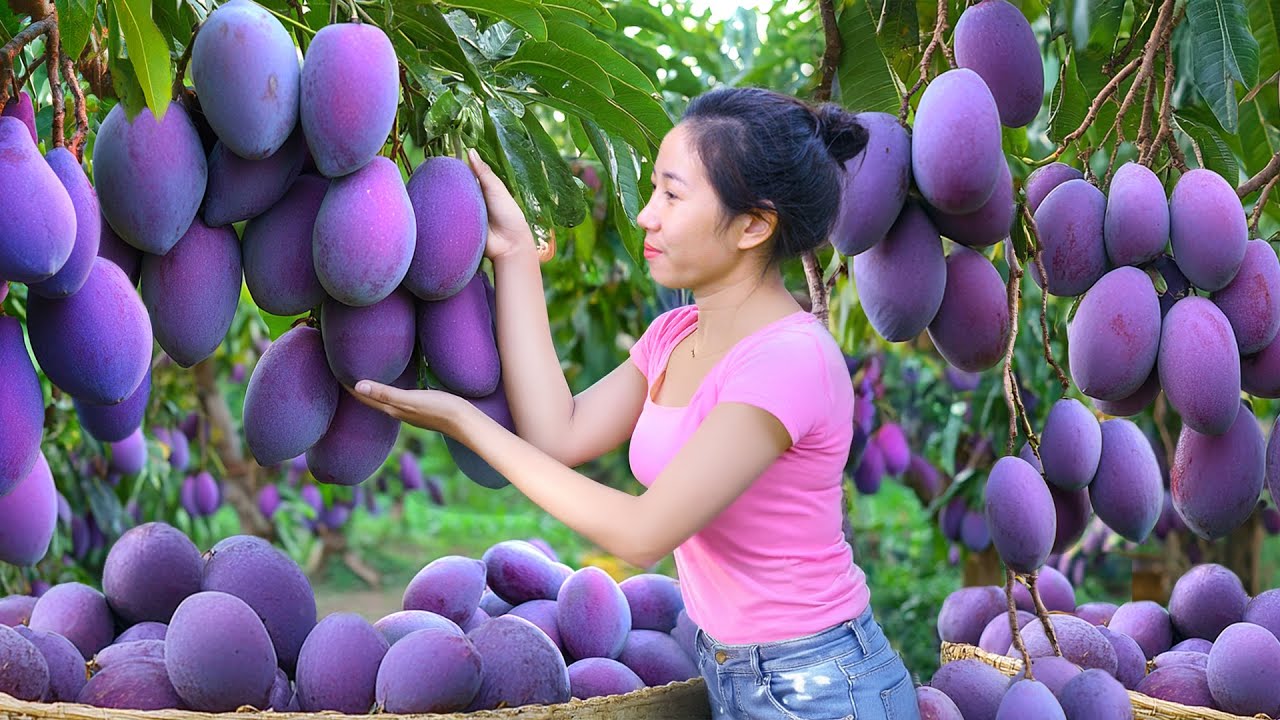 WOMEN Harvesting Biggest Purple Mangoes Fruits, Mango Chicken Feet ...
