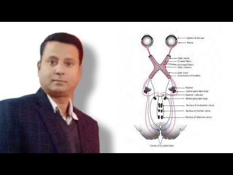 VISUAL NERVE PATHWAY - YouTube