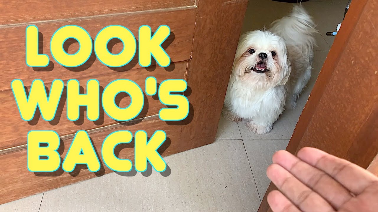 Furdad is Back! | Cute & Funny Shih Tzu Dog Video - YouTube