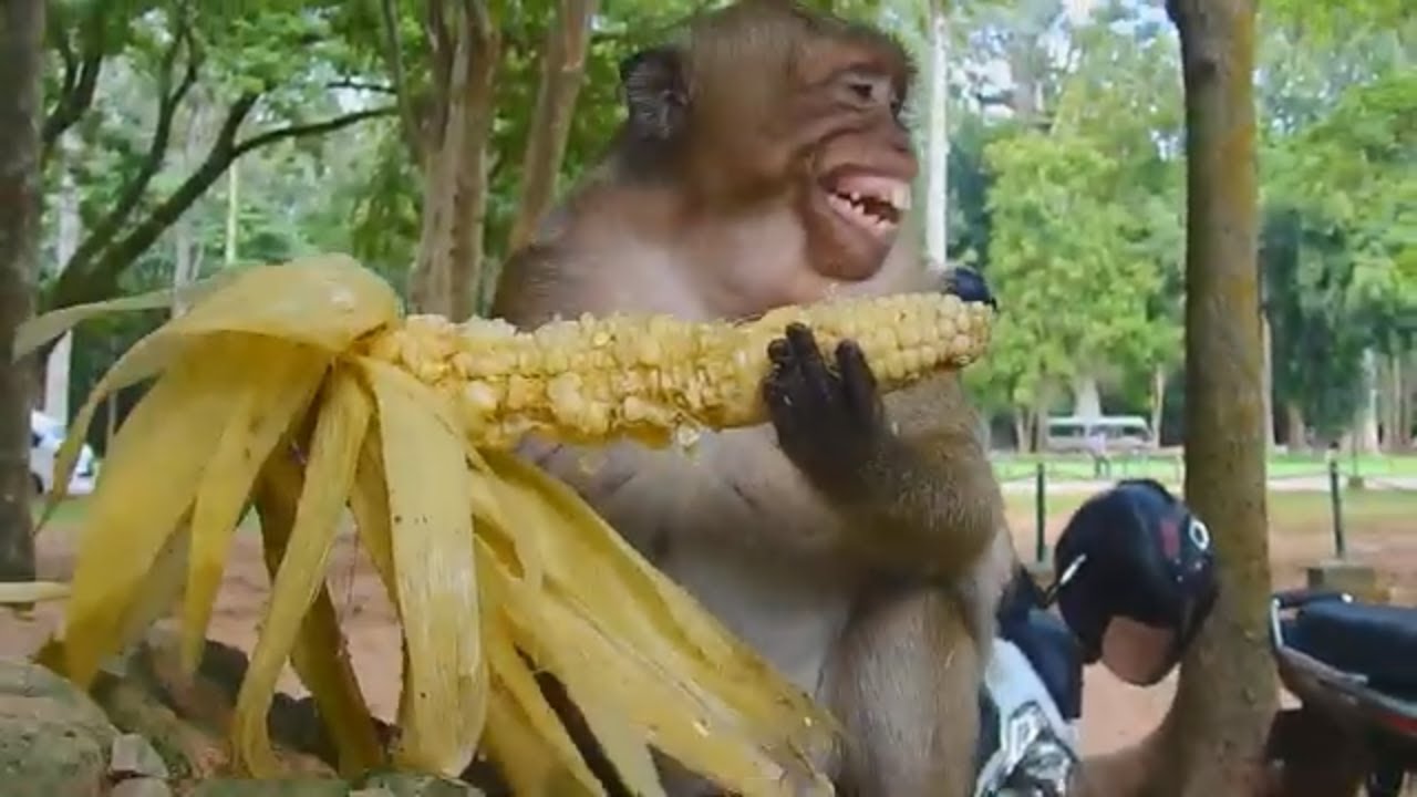 King Sweet Pea really scare Popeye, Update monkey Sweet Pea and monkey ...