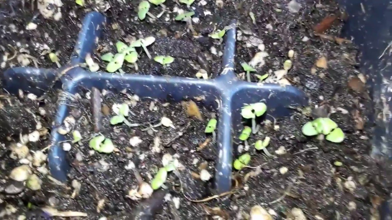 Siembra y Germinación de Semillas de Lavanda! - SinPretextos. - YouTube