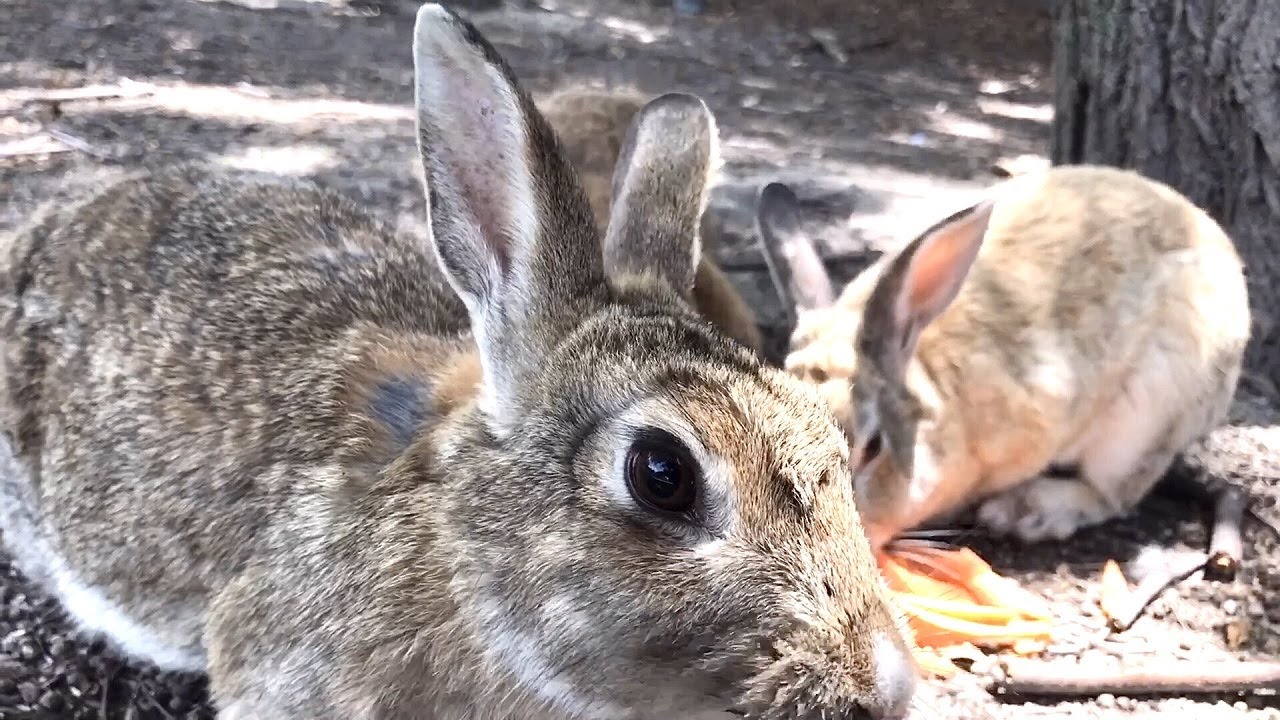 This rabbit is weak and runs away quickly. - YouTube