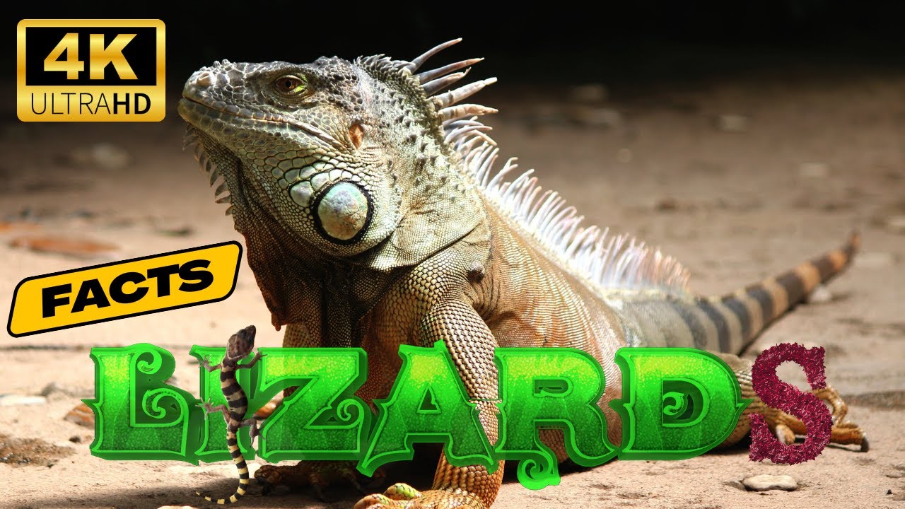 4K Lizards - 10 Fascinating Facts About The Four-Legged Reptiles #04 ...
