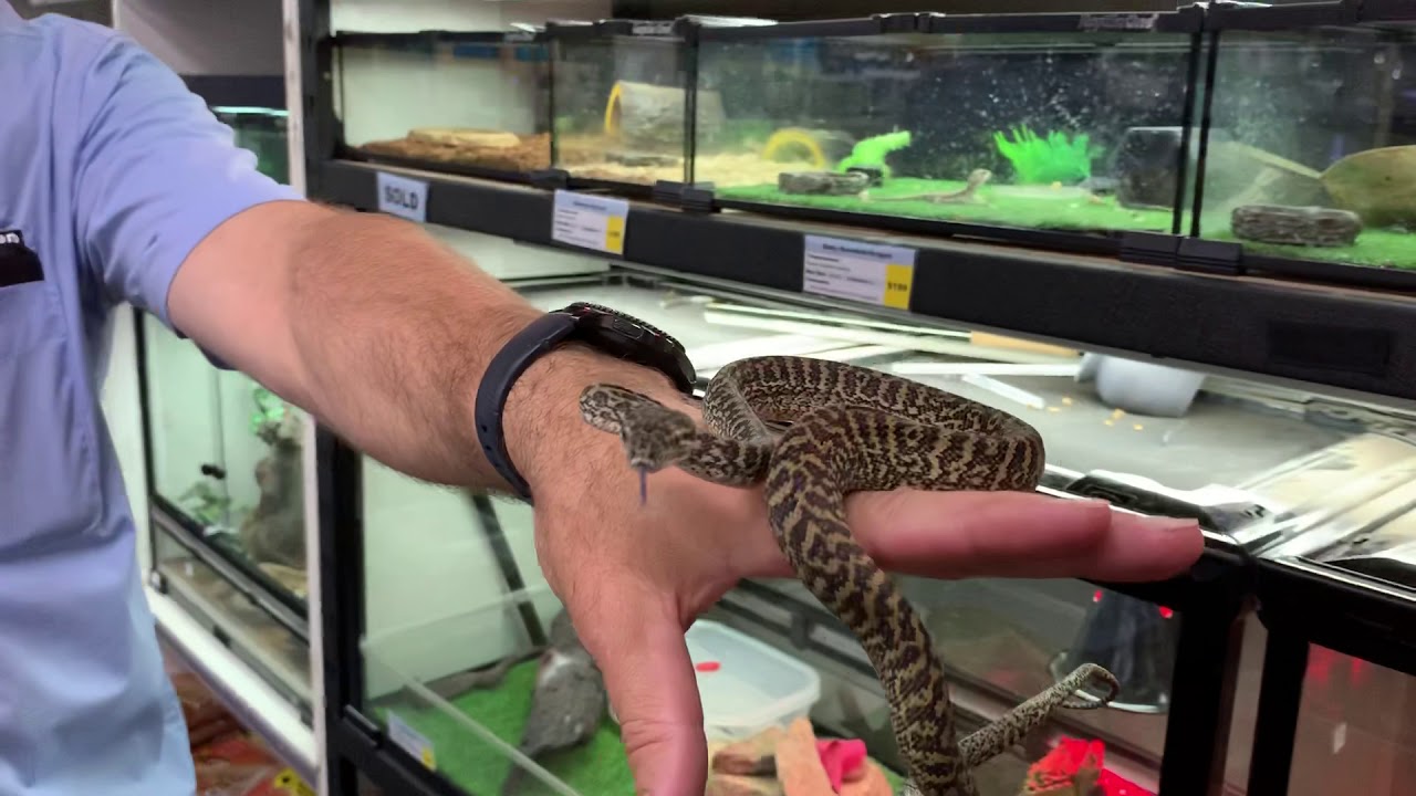 Carpet Python For Sale | Snake Enclosures - YouTube