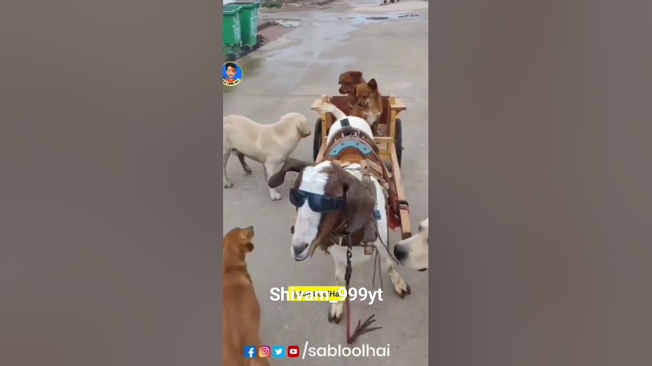 😀😀😀😀dog - YouTube