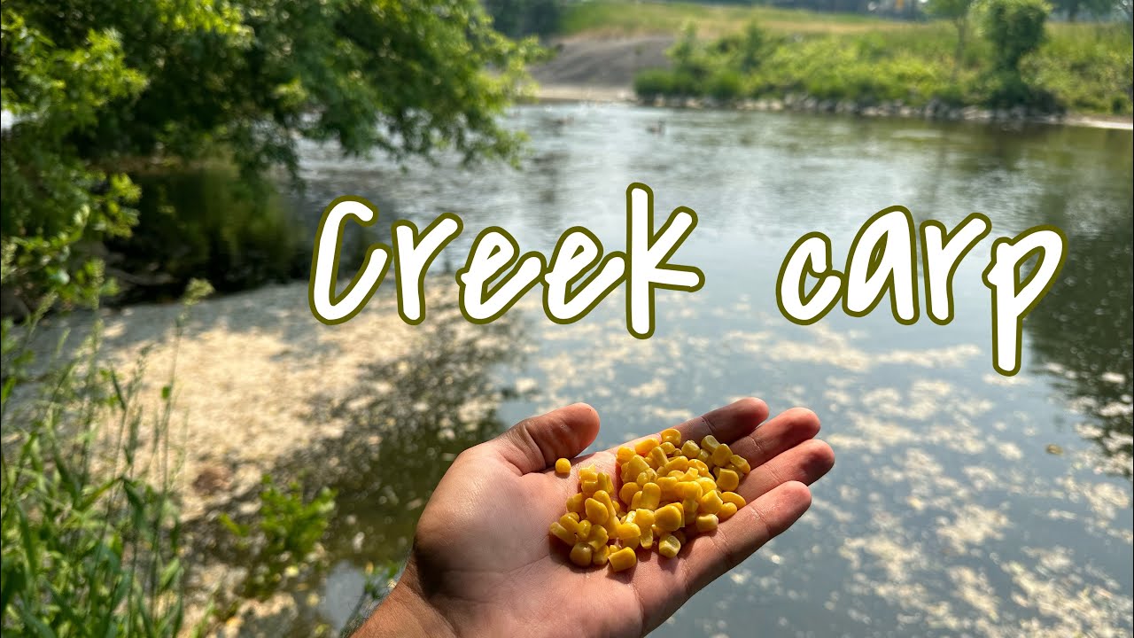 Creek Carp Fishing with Corn! (Sight fishing!) - YouTube