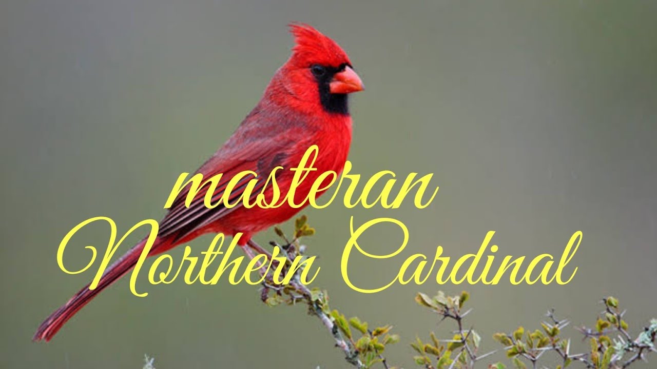 MASTERAN MEWAH BURUNG KARDINAL MERAH | NORTHERN CARDINAL BIRD SONG ...