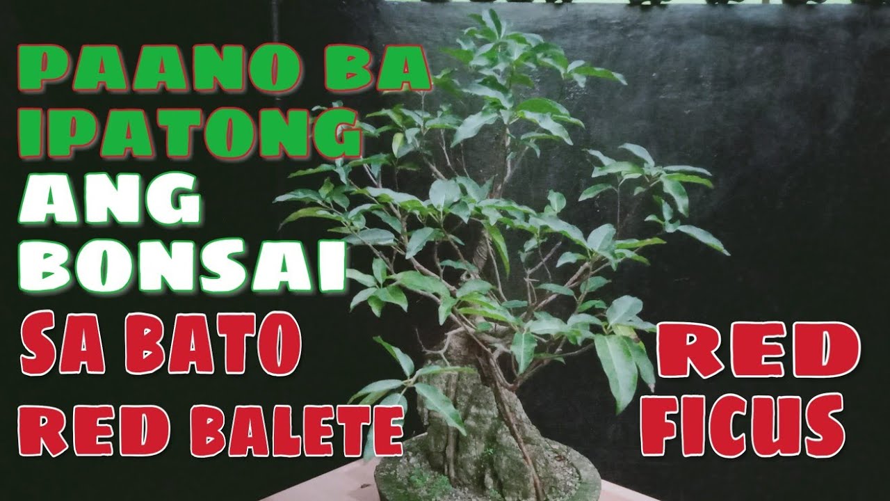 PAANO IPATONG ANG BONSAI SA BATO? RED FICUS/RED BALETE/FICUS CONCINNA ...
