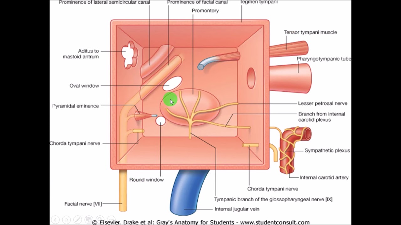 Anatomy Of Middle Ear Revision Within 7 Minutes Dr Yusuf Anatomy Of Middle Ear Revision Within 7 Minutes Dr Yusuf