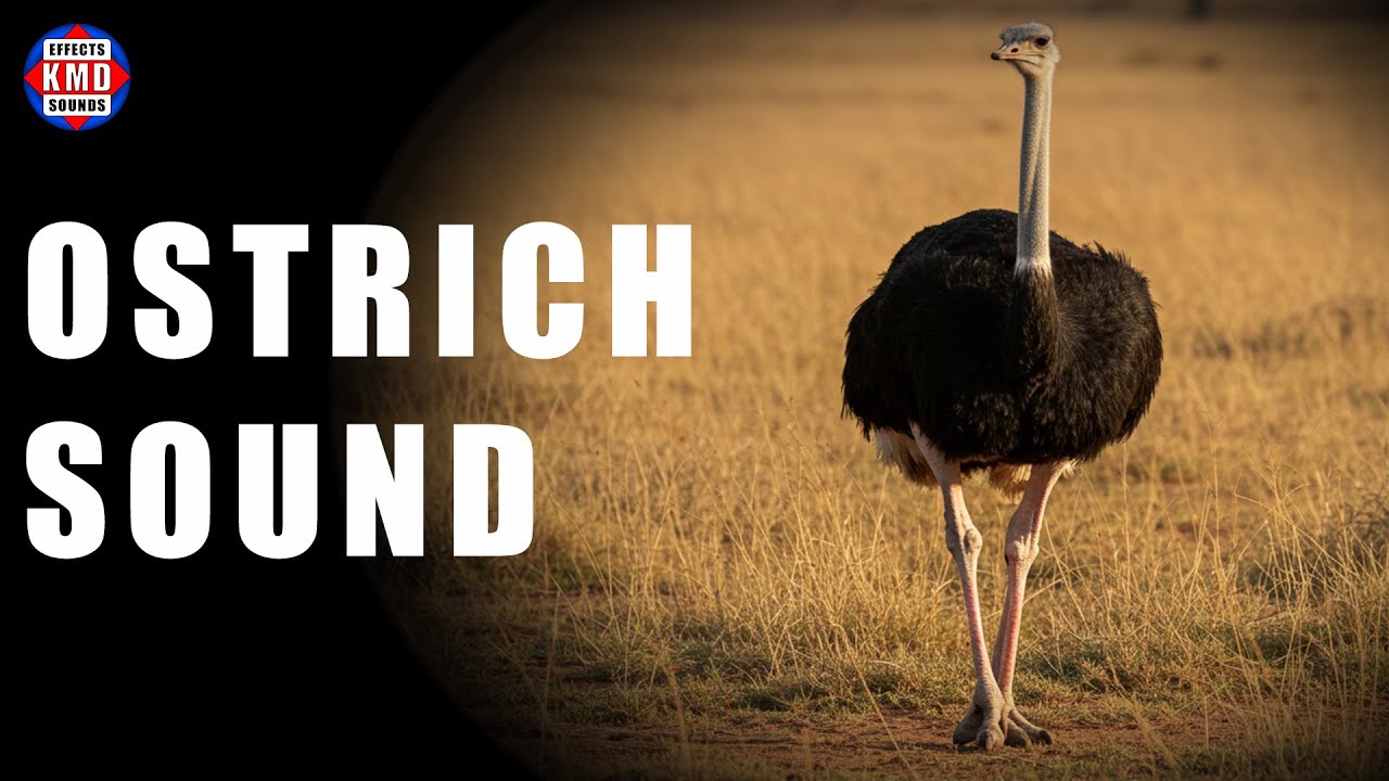OSTRICH SOUND - ANIMAL SOUNDS - Sound Effects - YouTube