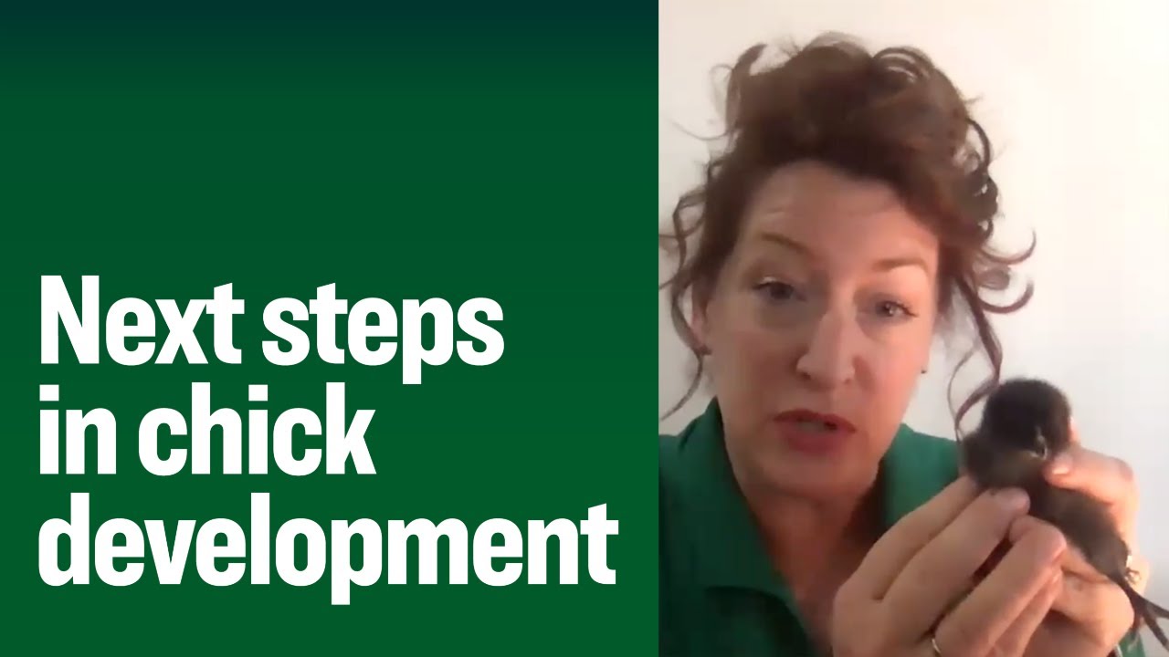 ChickQuest Virtual Adventures 10: Next steps in chick development - YouTube