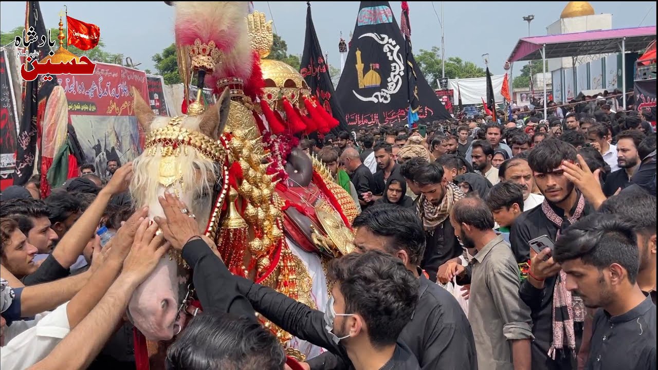 Most Beautiful Zuljanah of Islamabad and Rawalpindi Jaloos | DulDul ...