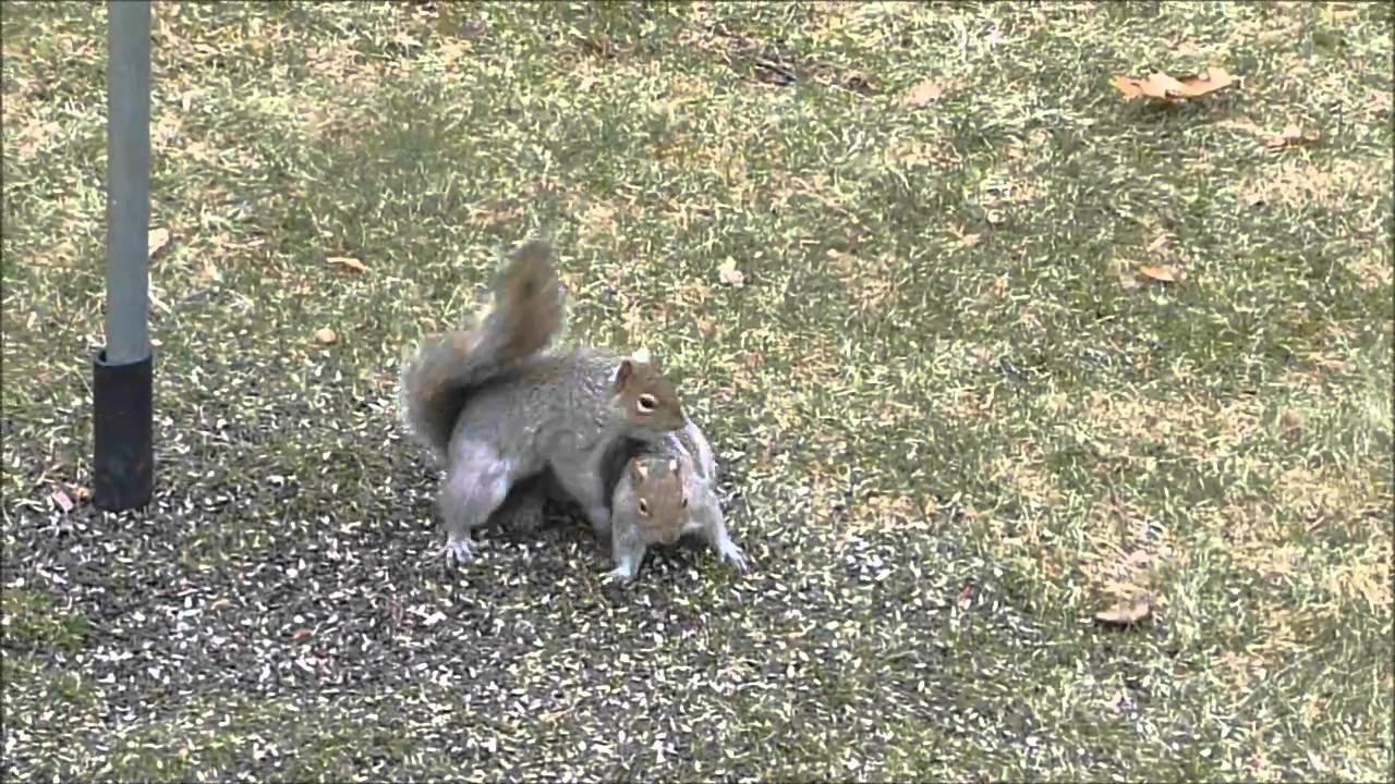 Squirrel Sex Youtube