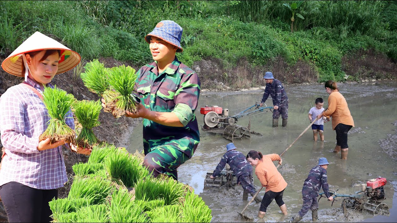prepare for the new rice season | plucking young seedlings, catching ...