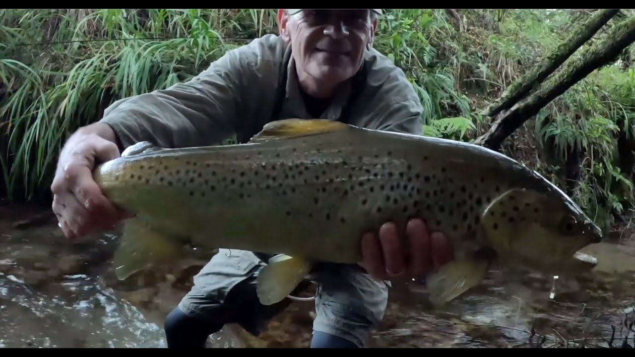 watch this 7lb wild brown trout go out of its way to take my fly in an ...