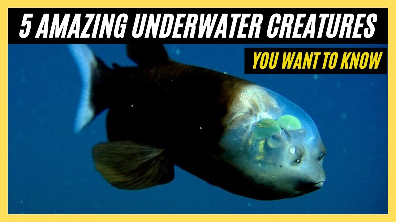 5 Strange Underwater Creatures in The World - Unusual Sea Animals - YouTube