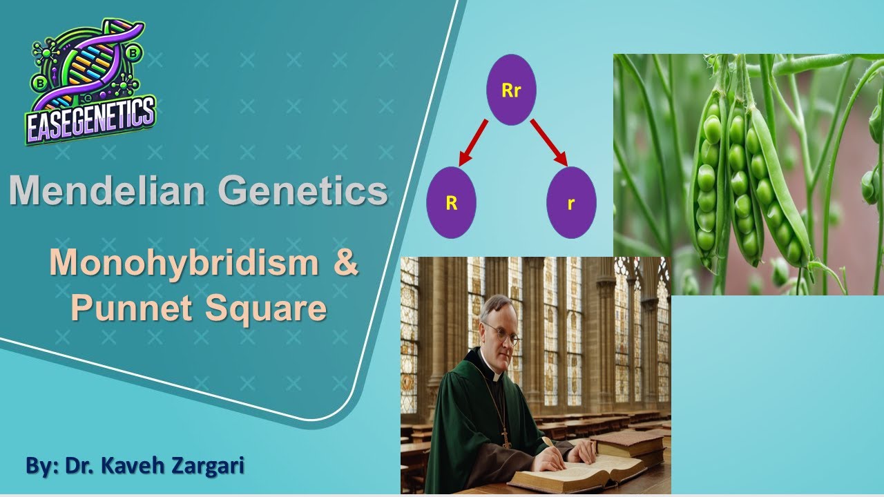 Mendelian Genetics: Monohybridism & Punnet Square - YouTube