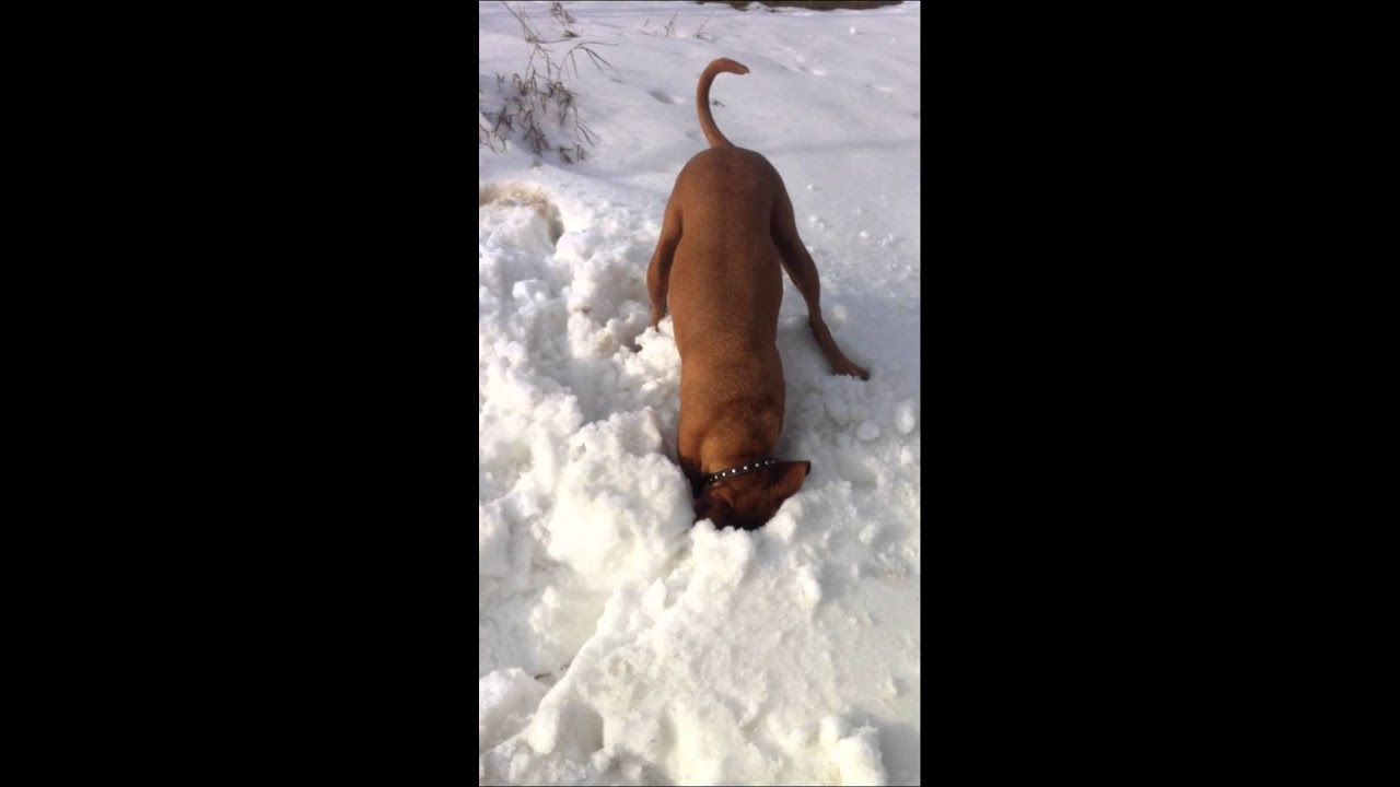 dog digging in snow - YouTube