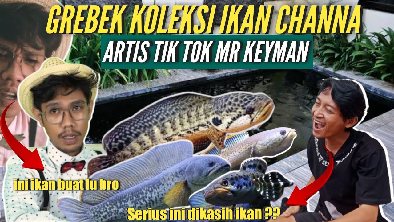 GREBEK KOLEKSI IKAN CHANNA MR KEYMAN !! - YouTube