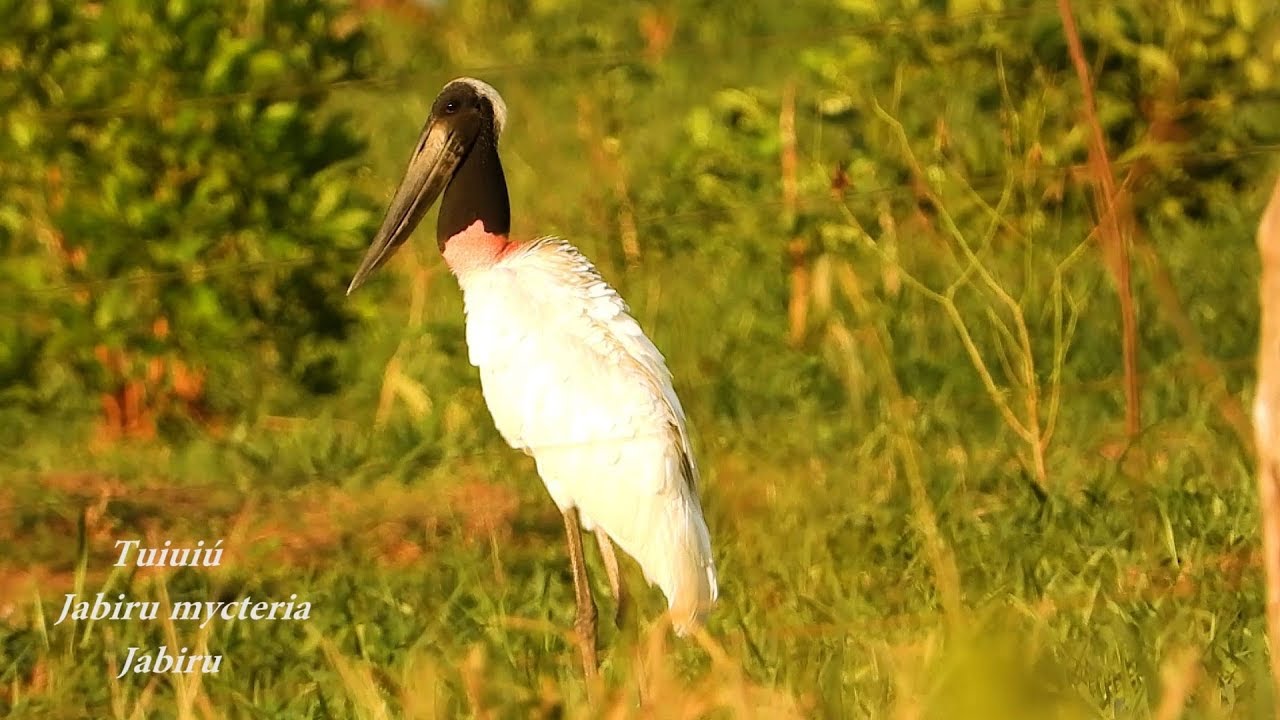 TUIUIÚ, JABURU (JABIRU MYCTERIA), JABIRU, AVE-SÍMBOLO D0 PANTANAL, TUIM ...