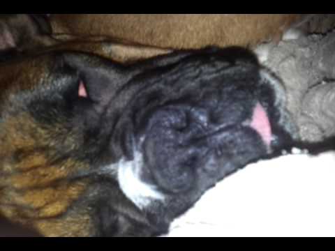 Boxer Emma schläft sooo niedlich!