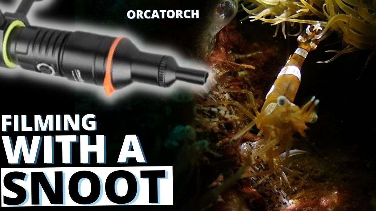 Learning to Film Underwater with a Snoot | OrcaTorch Video Light - YouTube