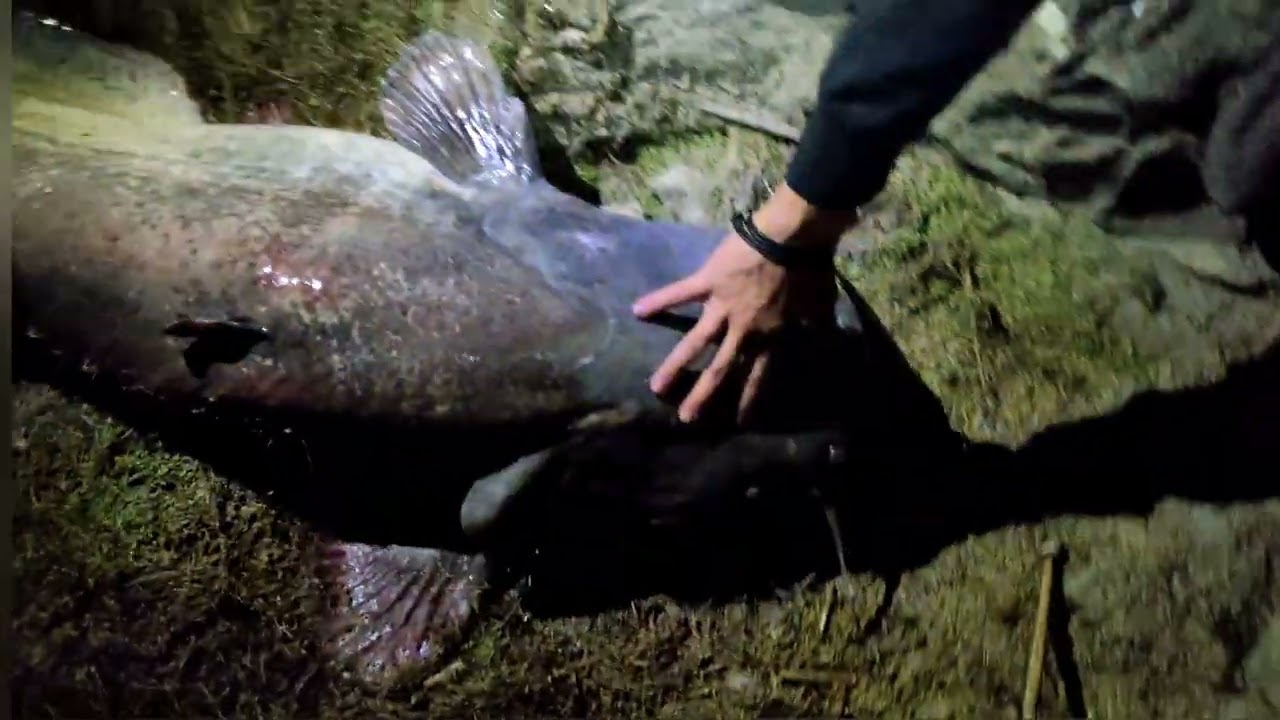 Catfish monsters - fishing in Ebro Spain. Monstruoso siluro pesca ...
