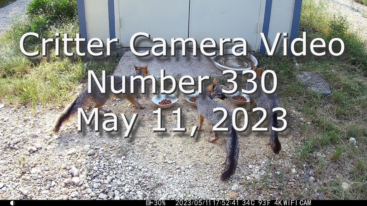 Critter Cam Video 330 May 11, 2023 in 4K #CritterCamera #TrailCamera ...