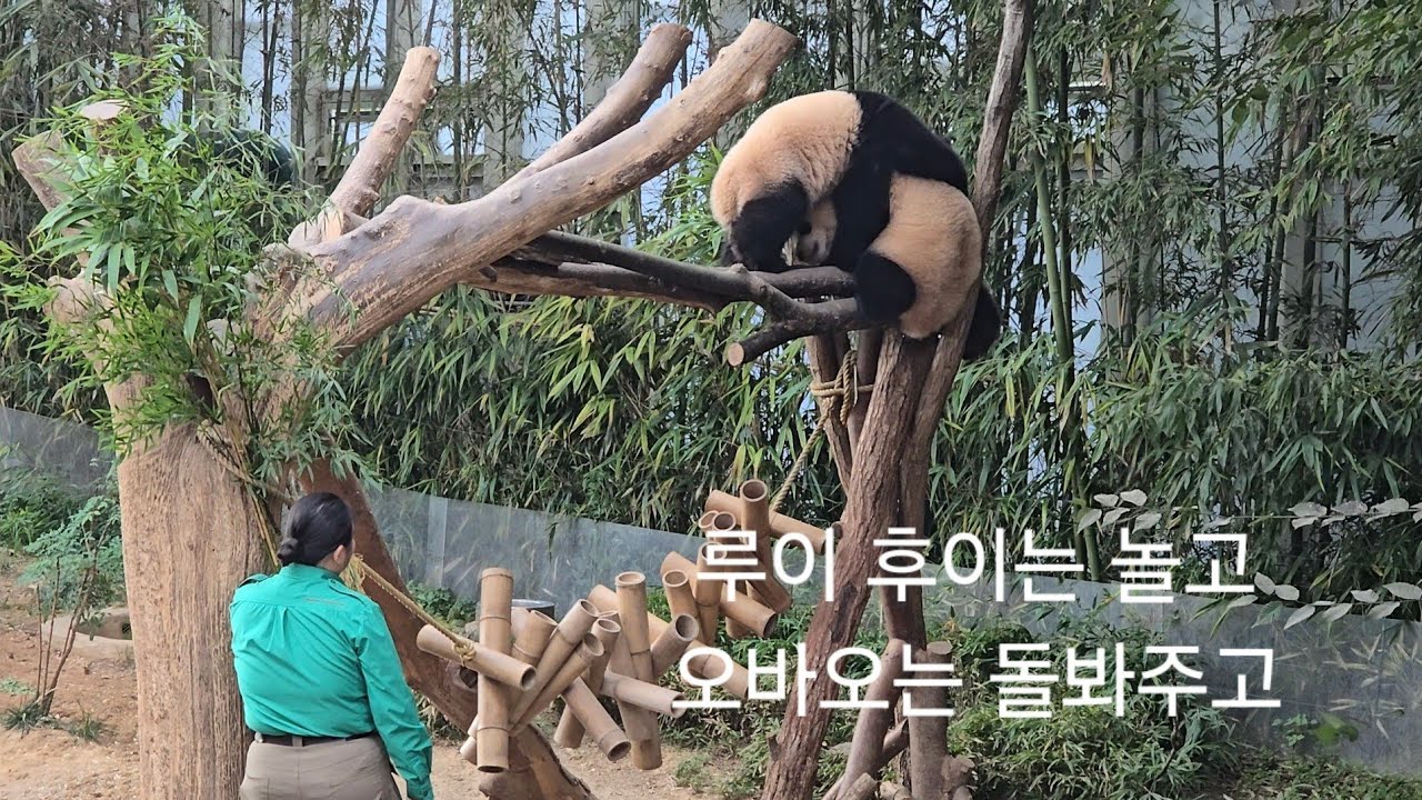 에버랜드 판다월드에서 나무 위에 나뭇가지 다리에 있는 후이바오 And 루이바오 돌봐주는 오바오오승희 사육사 Youtube