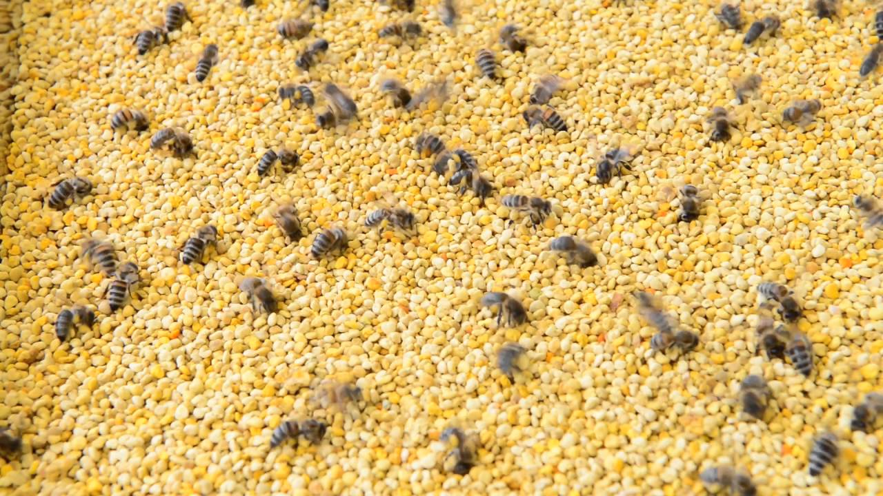 Bees collecting pollen - YouTube