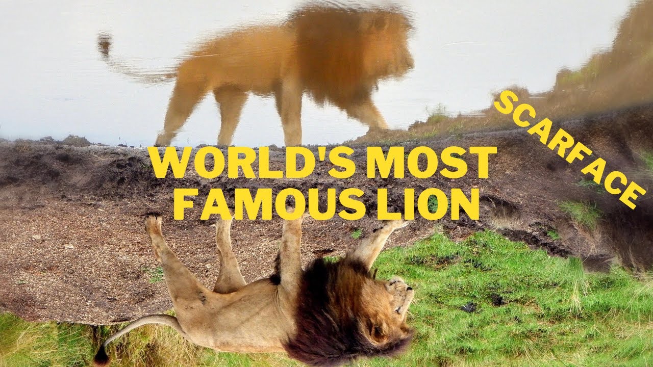🎬The MOST FAMOUS LION in the WOLRD! SCARFACE (Scar) - YouTube