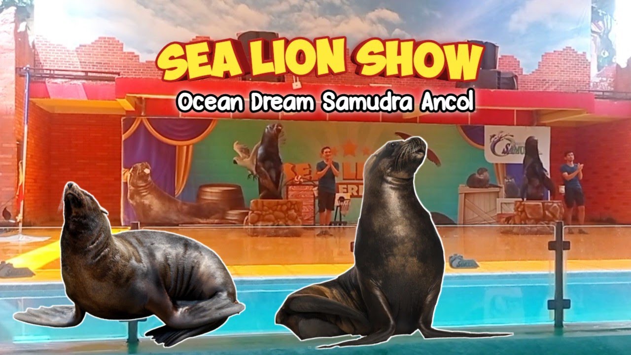 PERTUNJUKAN SINGA LAUT DI OCEAN SAMUDRA ANCOL | Sea Lion Show | Tempat ...