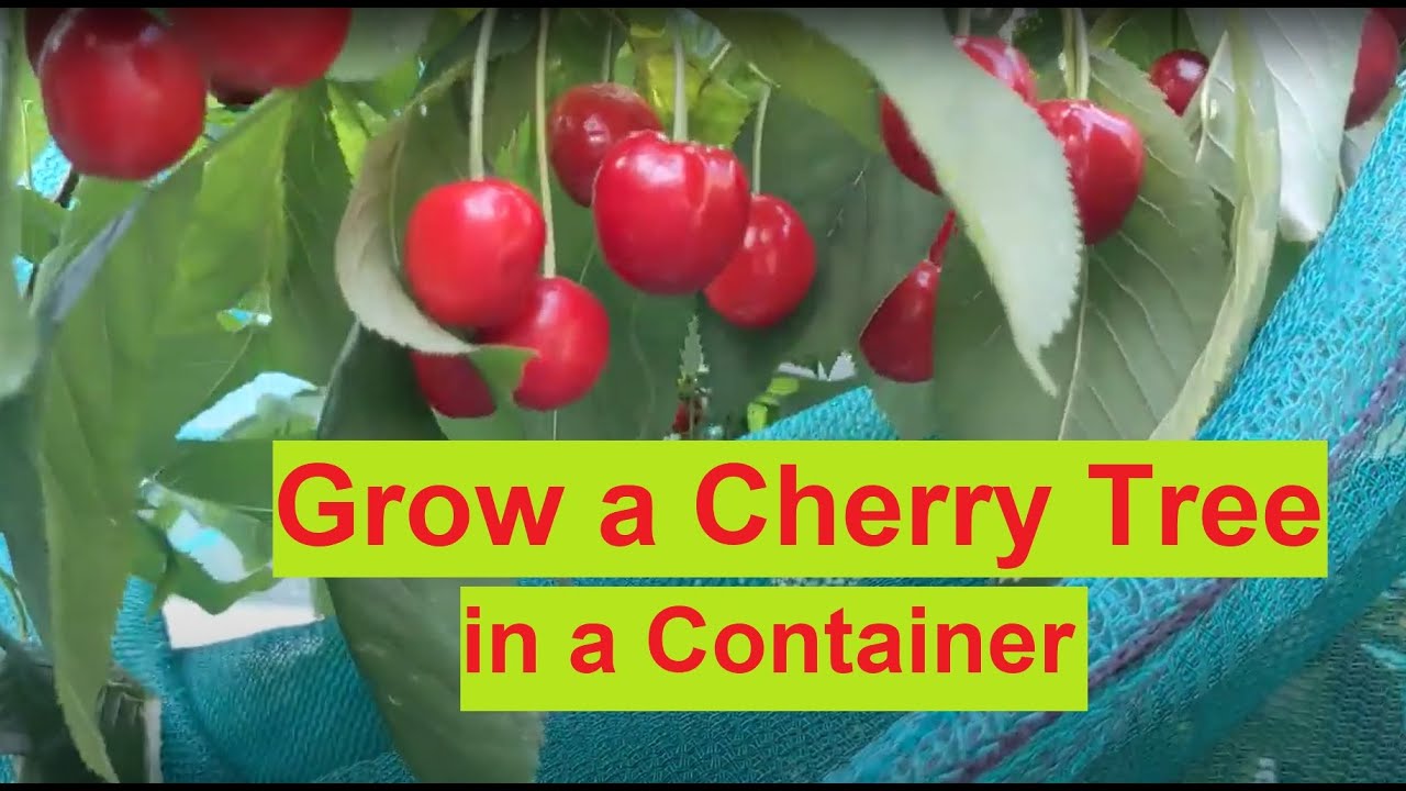 Growing a cherrytree in a Container - YouTube
