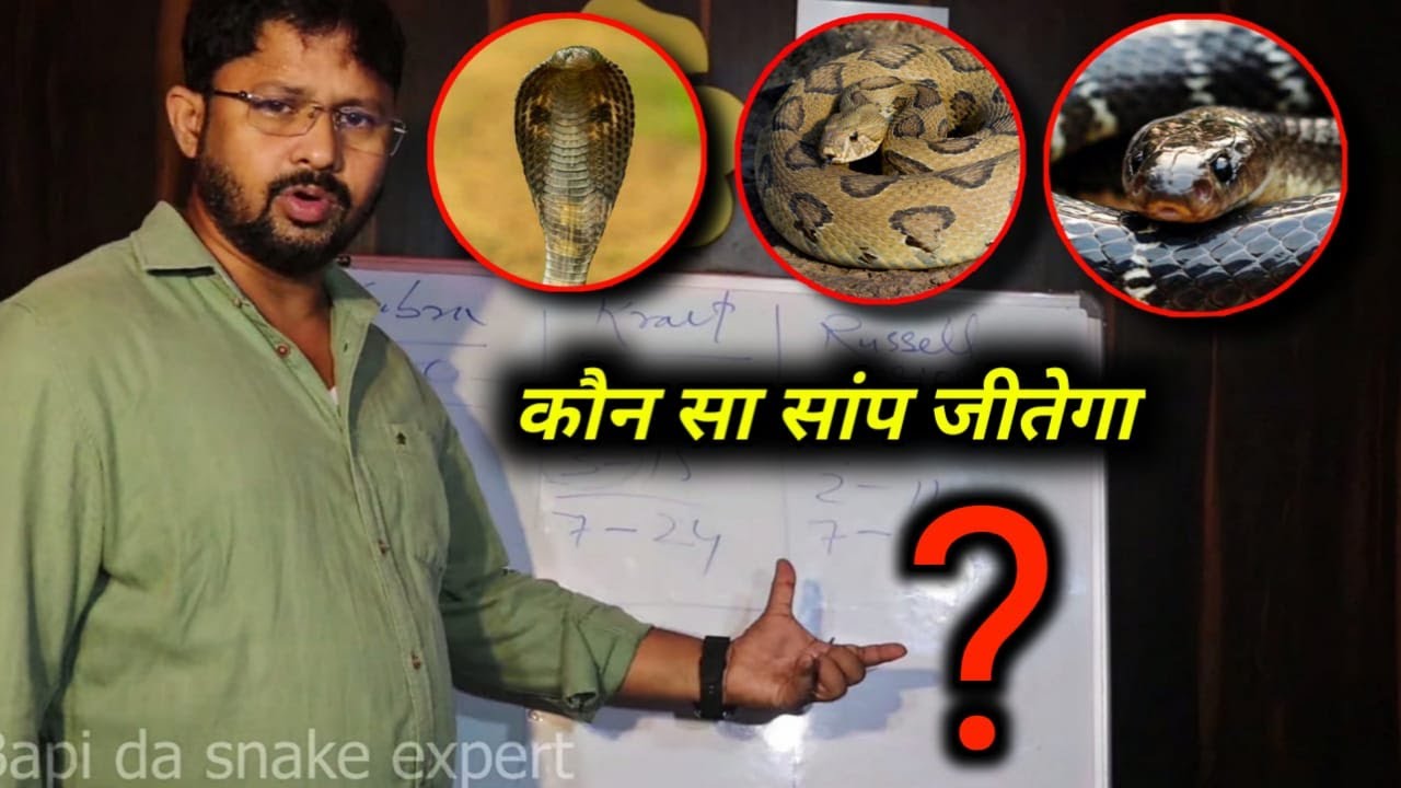 भारत का सबसे जहरीला सांप कौन सा है 🤔 #Bapi_da_Snake_Expert - YouTube