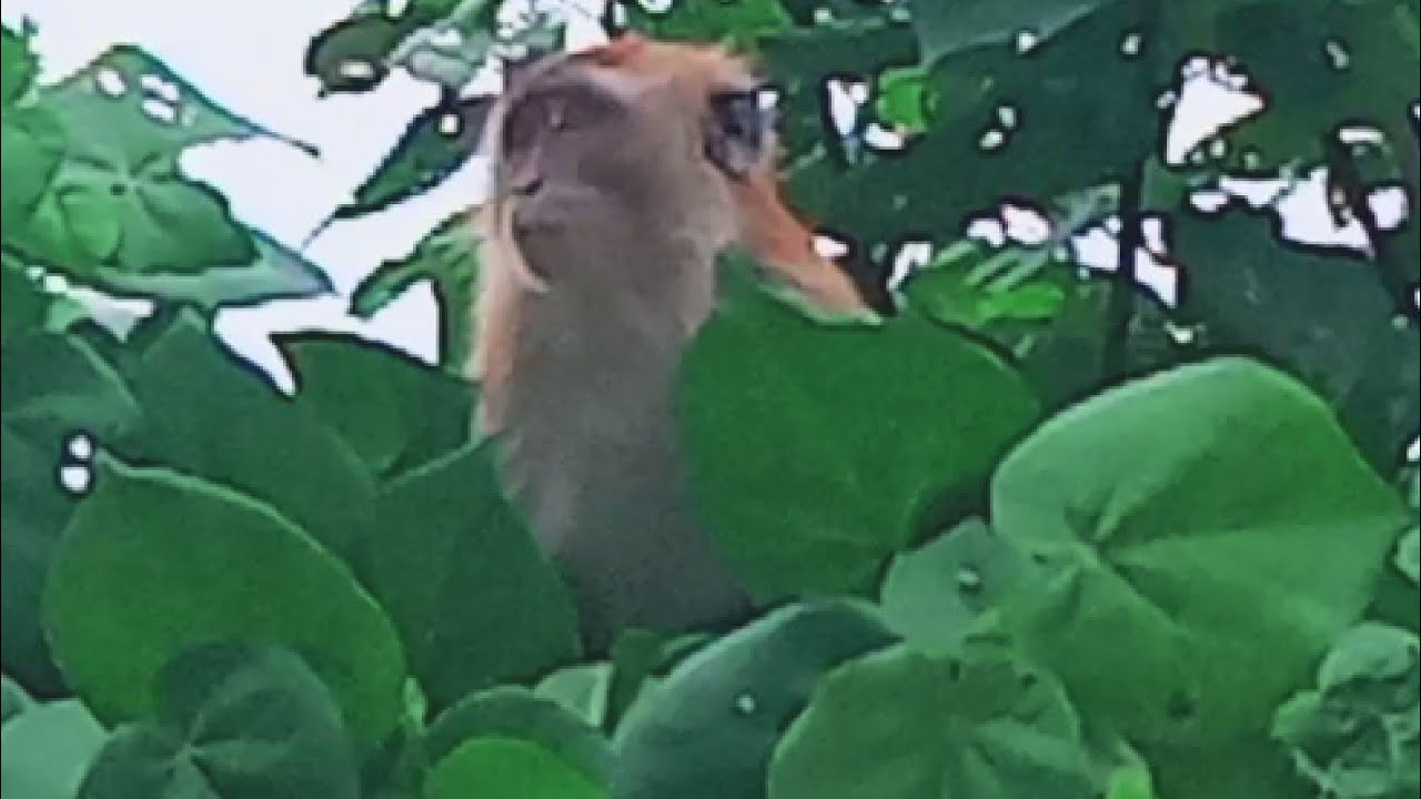 monpai sudah mulai akrab - YouTube