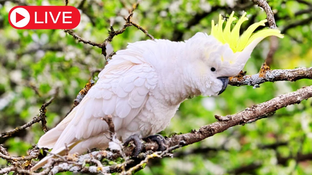 Cockatoo Home Secrets! | Birds & Co of Australia LIVE Zoo - YouTube