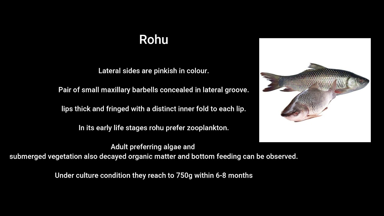 Cultivable freshwater fish species, fish species, aquaculture in sri ...